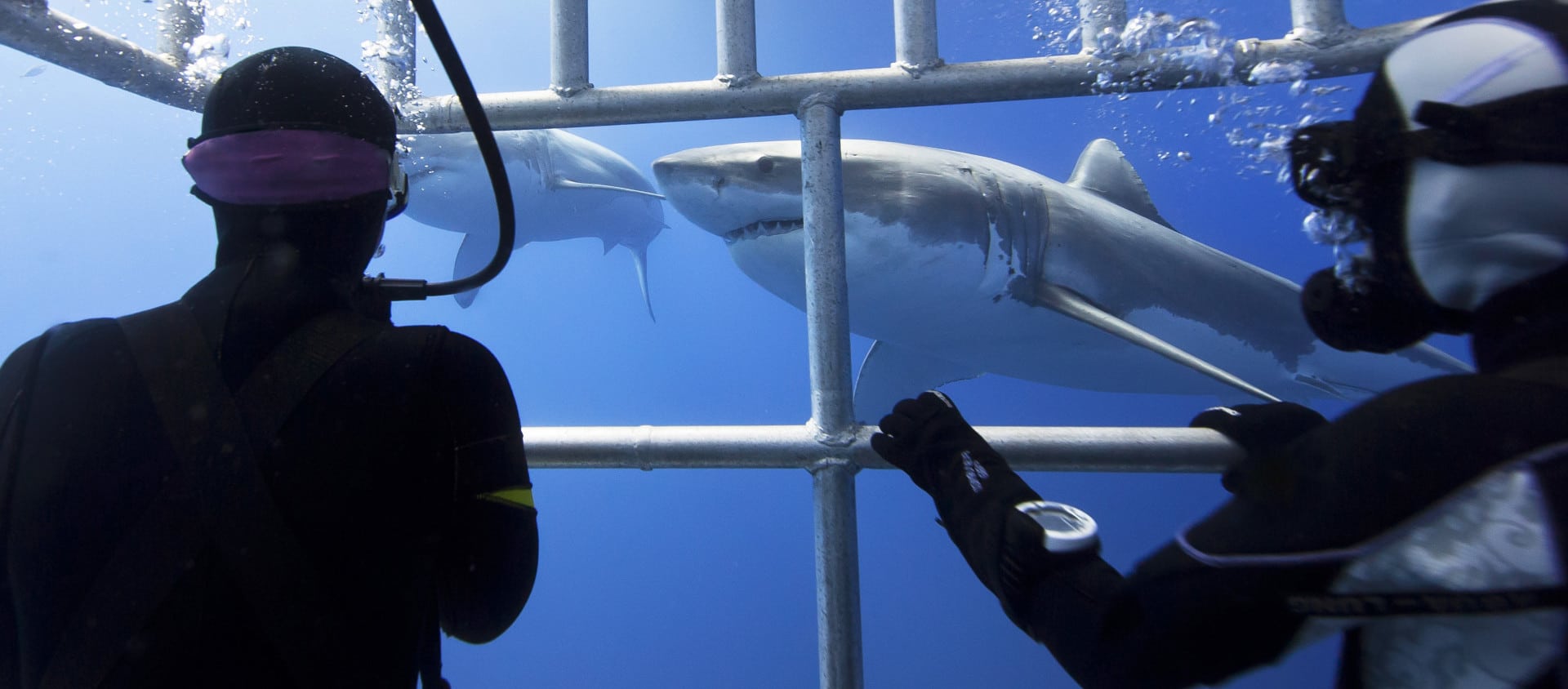 Shark Cage Diving Insurance - 10% Off Online | SportsCover Direct