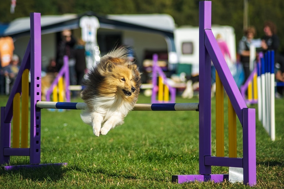 Dog Agility Trials Insurance SportsCover Direct dog-agility-trials-insurance-sportscover-direct