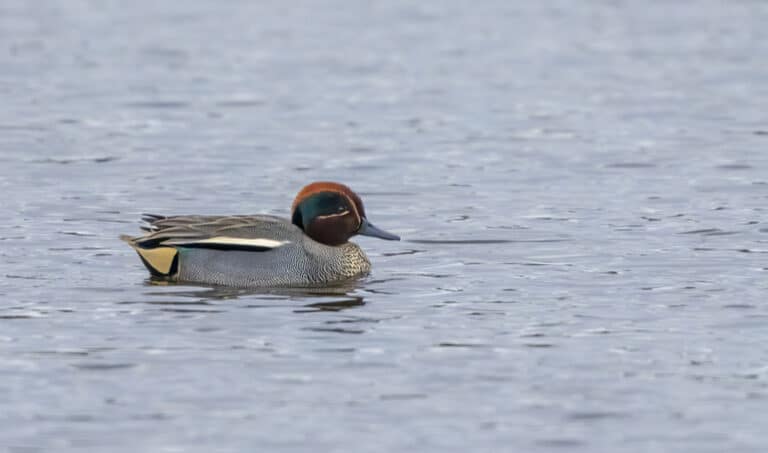 A guide on UK Game Birds: where you find them and dates for the ...