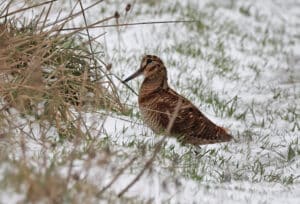 A guide on UK Game Birds: where you find them and dates for the ...