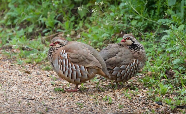 A guide on UK Game Birds: where you find them and dates for the ...