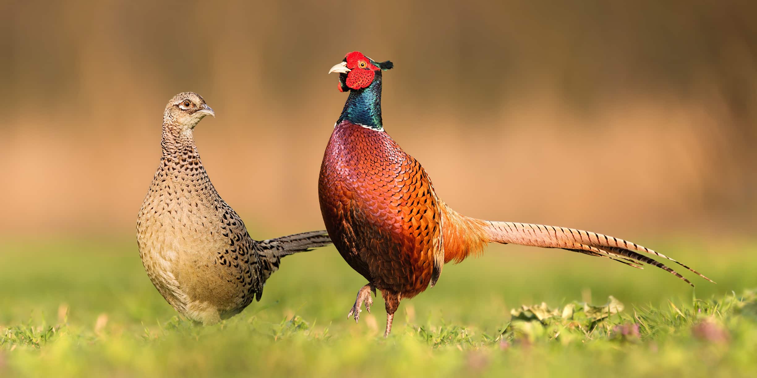 A guide on UK Game Birds: where you find them and dates for the ...